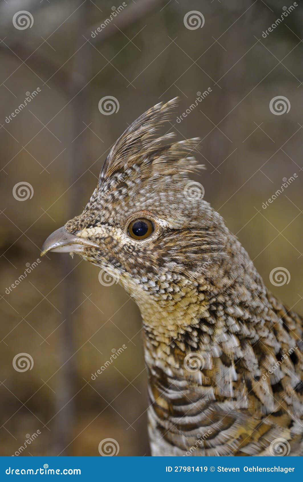 Ruffed Grouse head shot stock image. Image of upland - 27981419