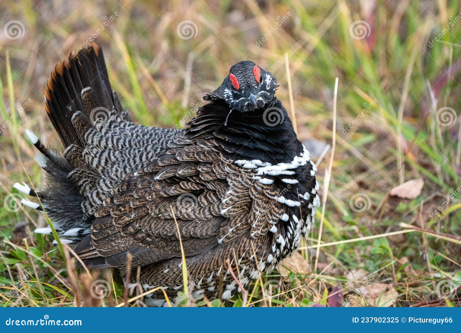 Ruffed Grouse Manitoba stock image. Image of grouse - 237902325