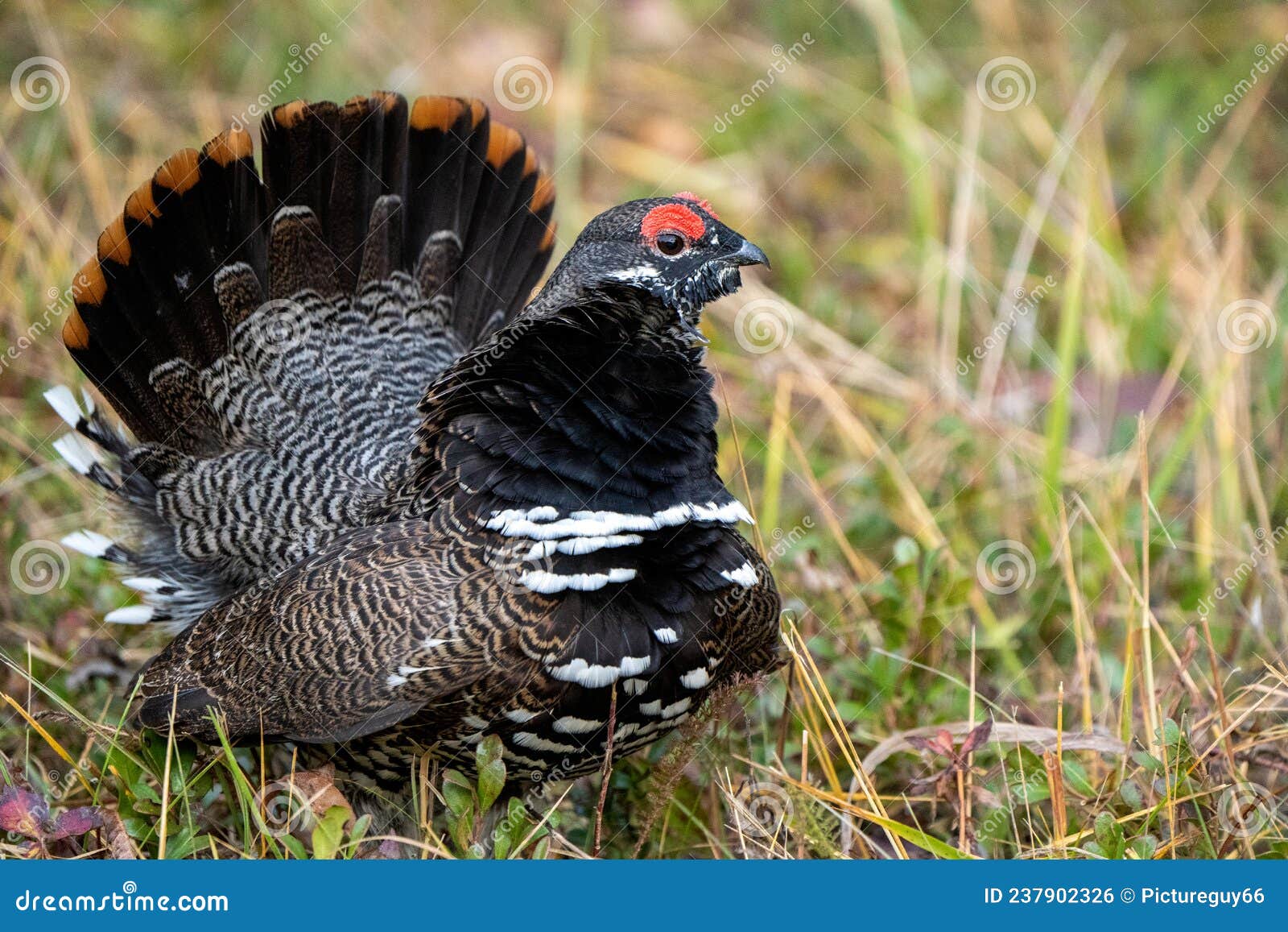 Ruffed Grouse Manitoba stock photo. Image of kingdom - 237902326