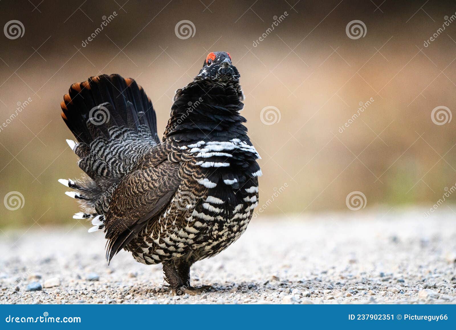 Ruffed Grouse Manitoba stock image. Image of avian, manitoba - 237902351