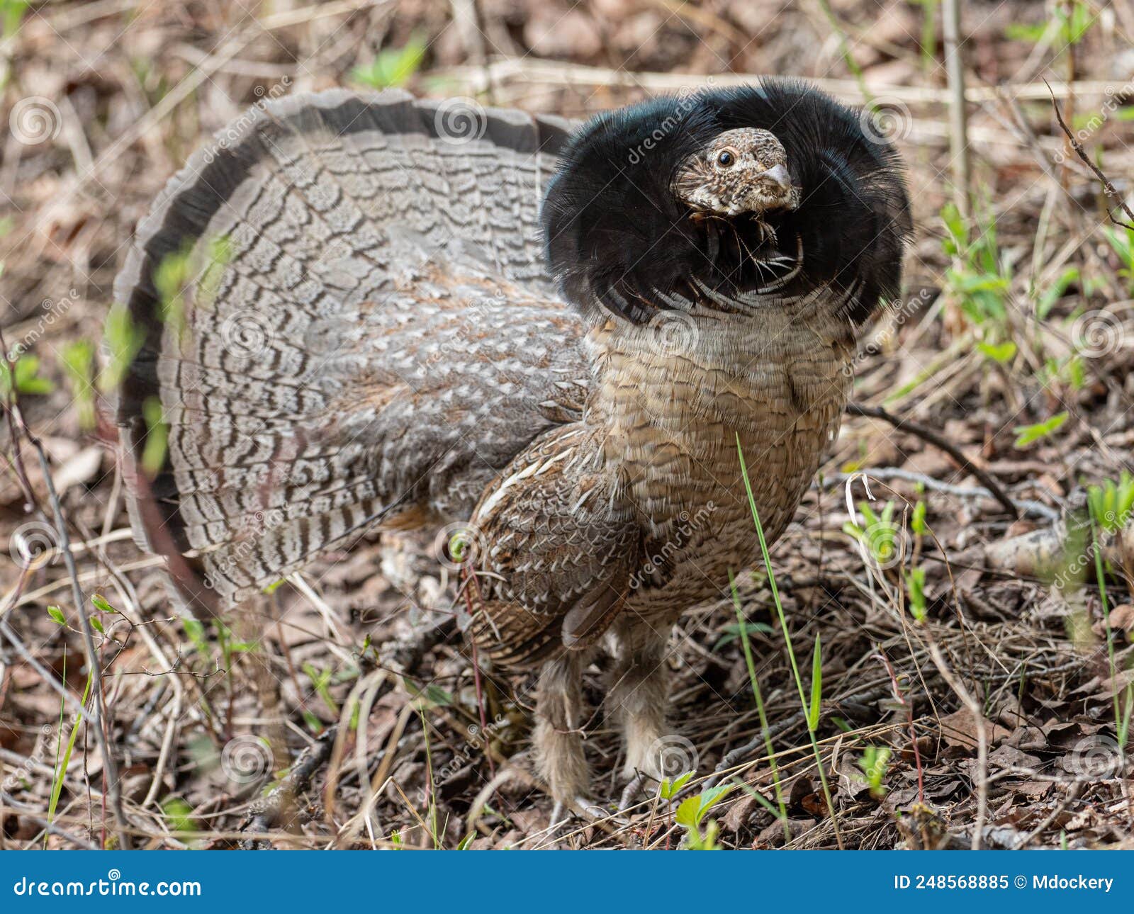 Ruffed Grouse with Mating Plumage Stock Image - Image of ruffed, nature ...