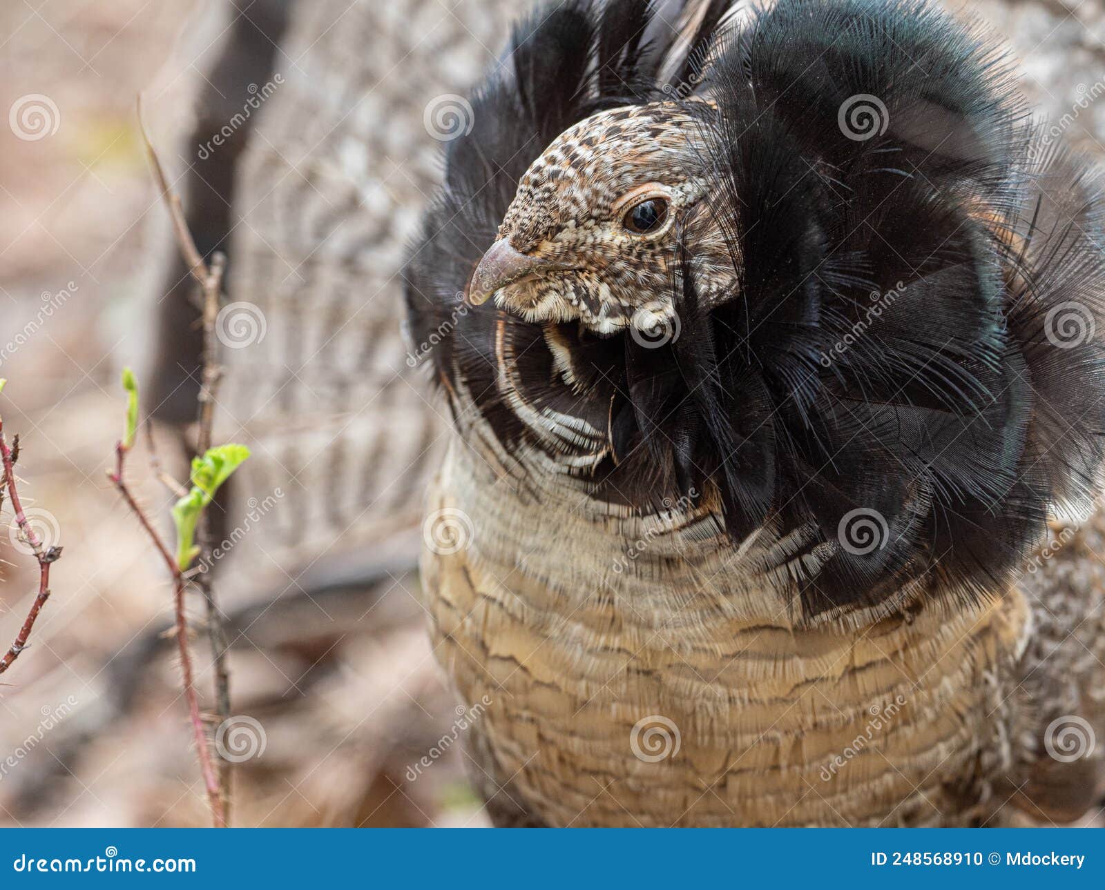 Ruffed Grouse with Mating Plumage Stock Photo - Image of spring ...