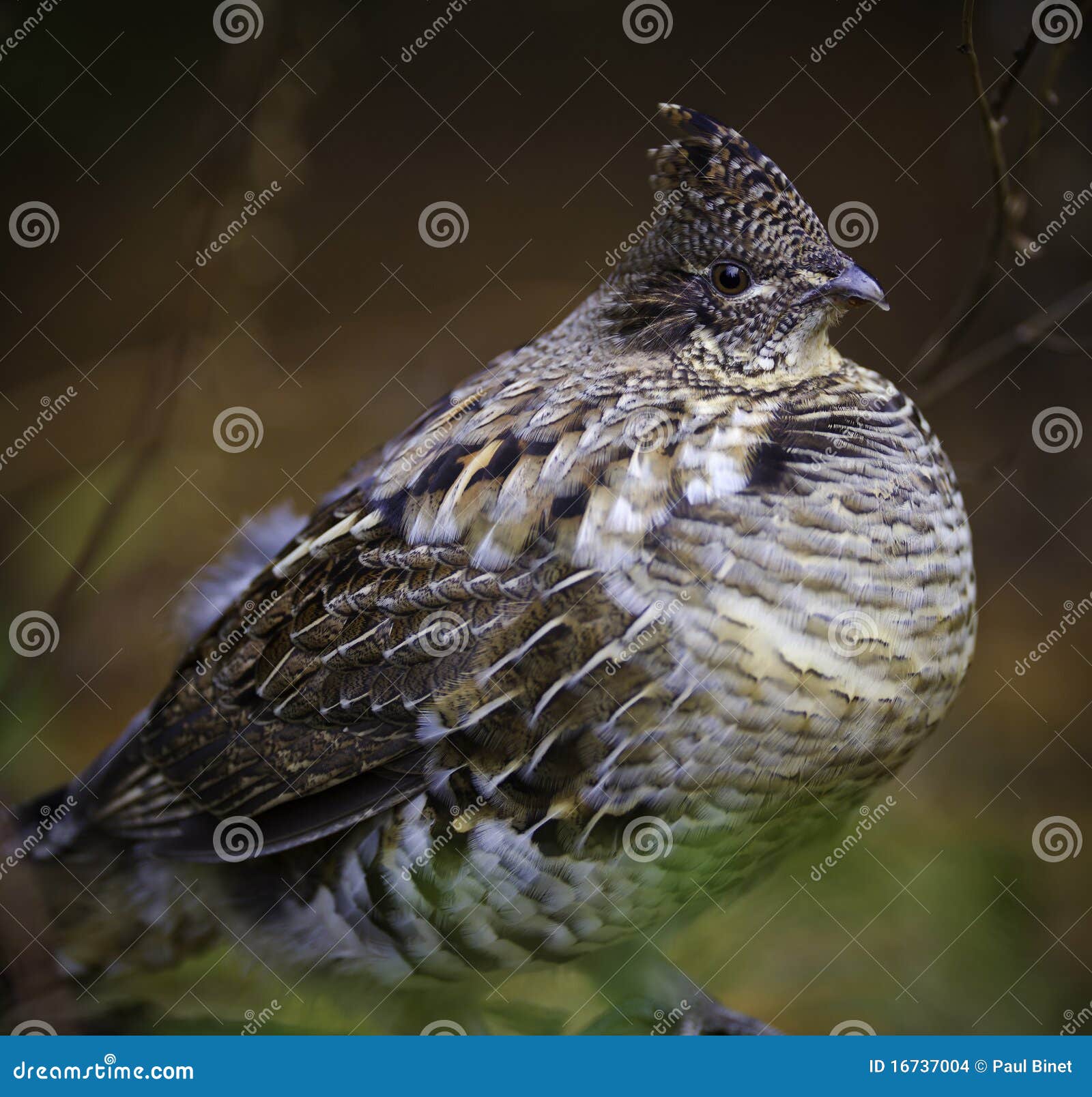 Ruffed grouse perdrix stock photo. Image of avian, animal - 16737004
