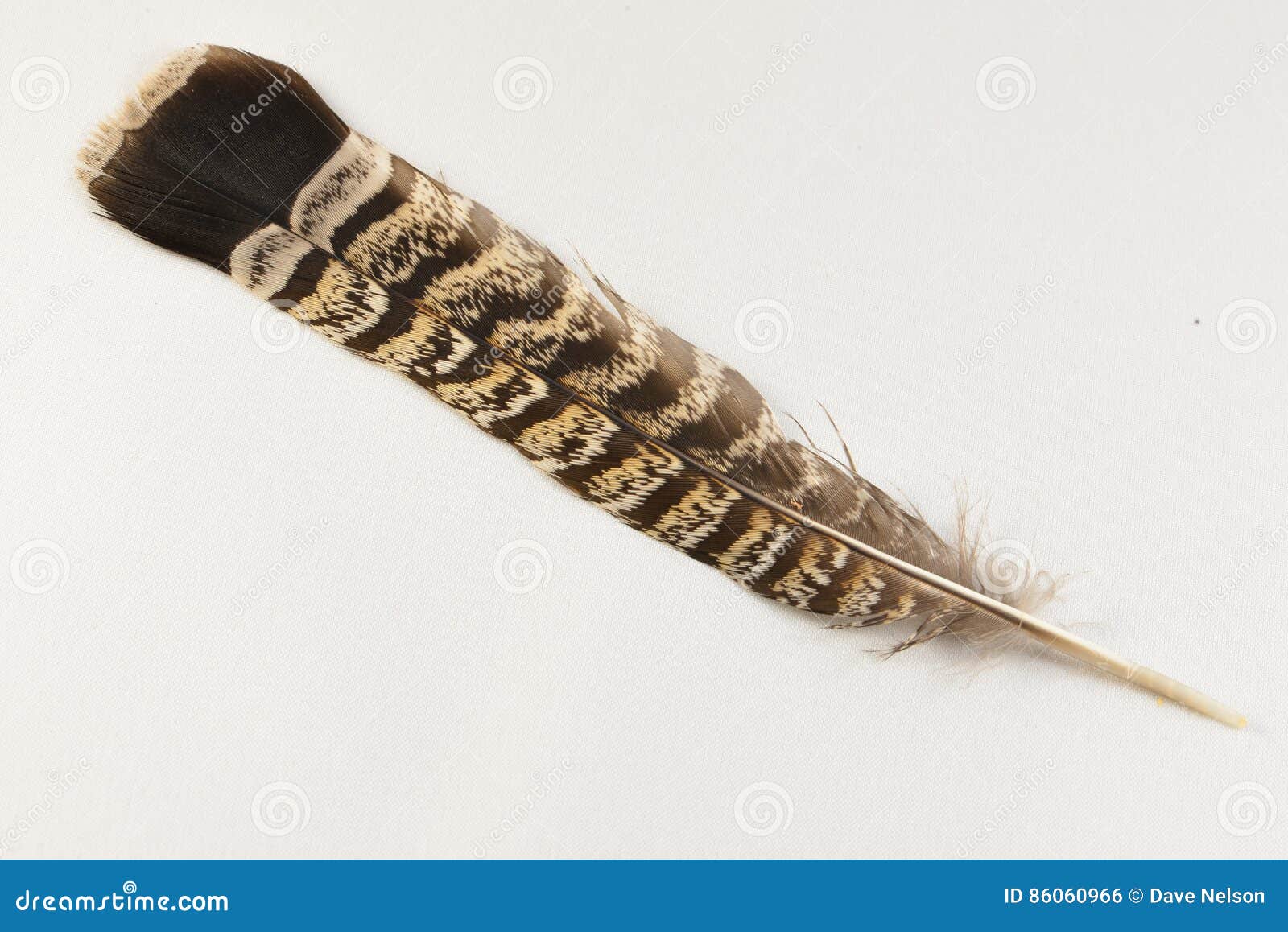 Ruffed grouse tailfeather stock photo. Image of brown - 86060966