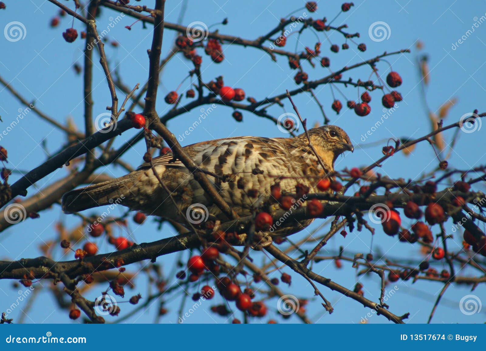 Ruffed Grouse in Tree stock photo. Image of crab, berries - 13517674