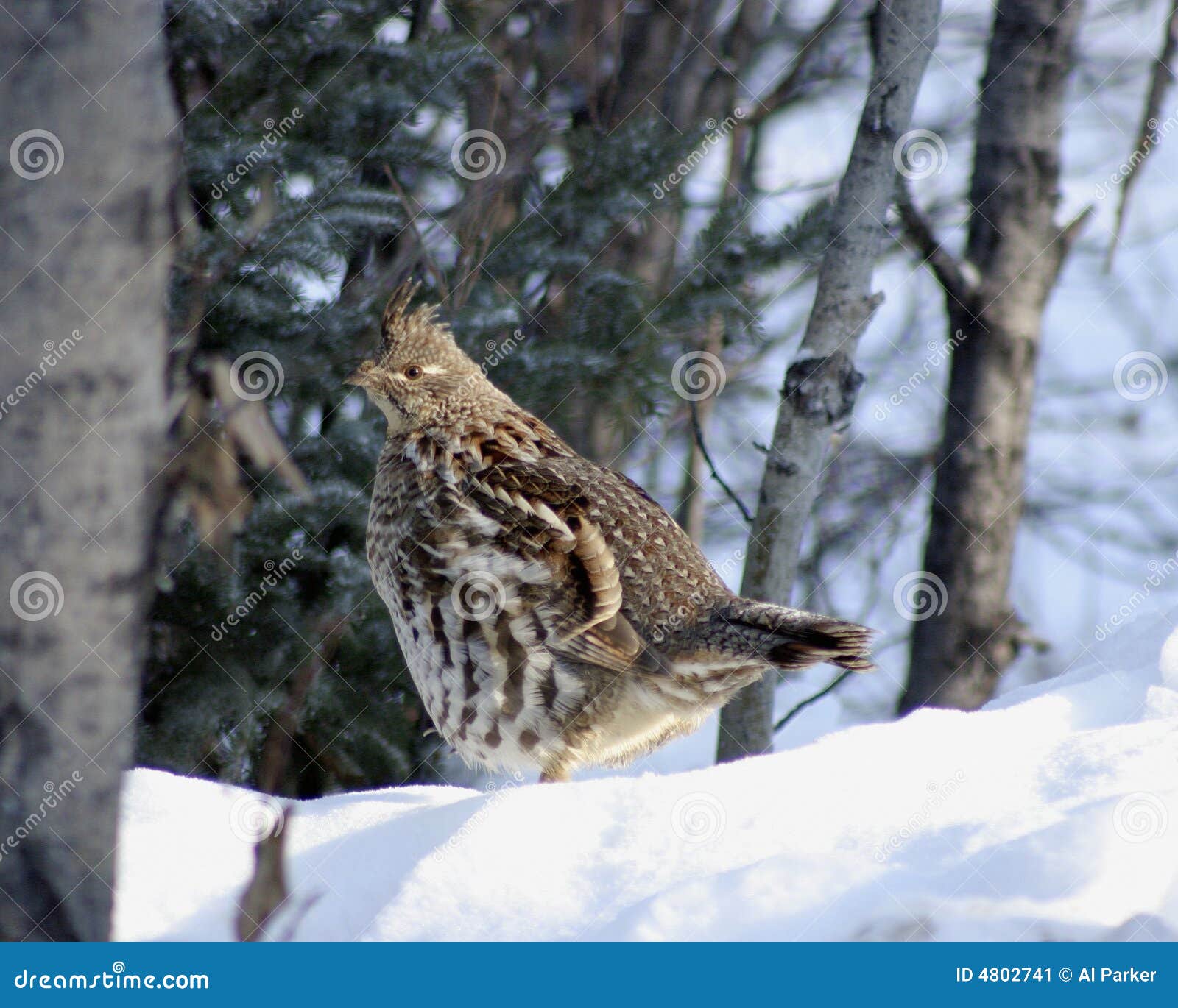 Ruffed Grouse in Winter Snow Stock Image - Image of wildlife, north ...