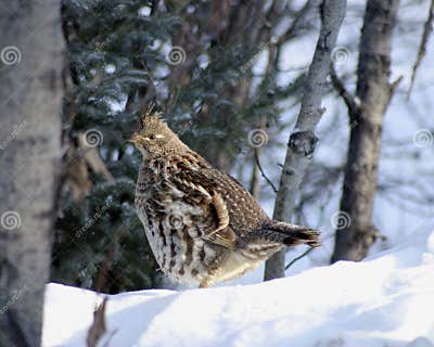 Ruffed Grouse in Winter Snow Stock Image - Image of wildlife, north ...