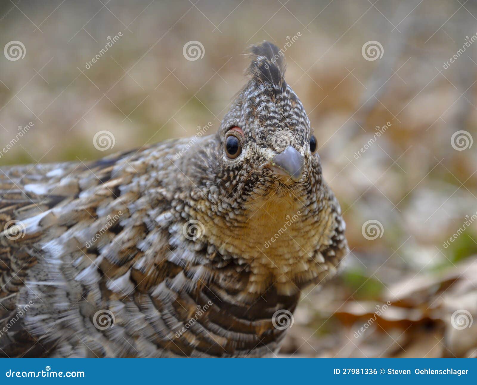 Ruffed pardwa zdjęcie stock. Obraz złożonej z pardwa - 27981336