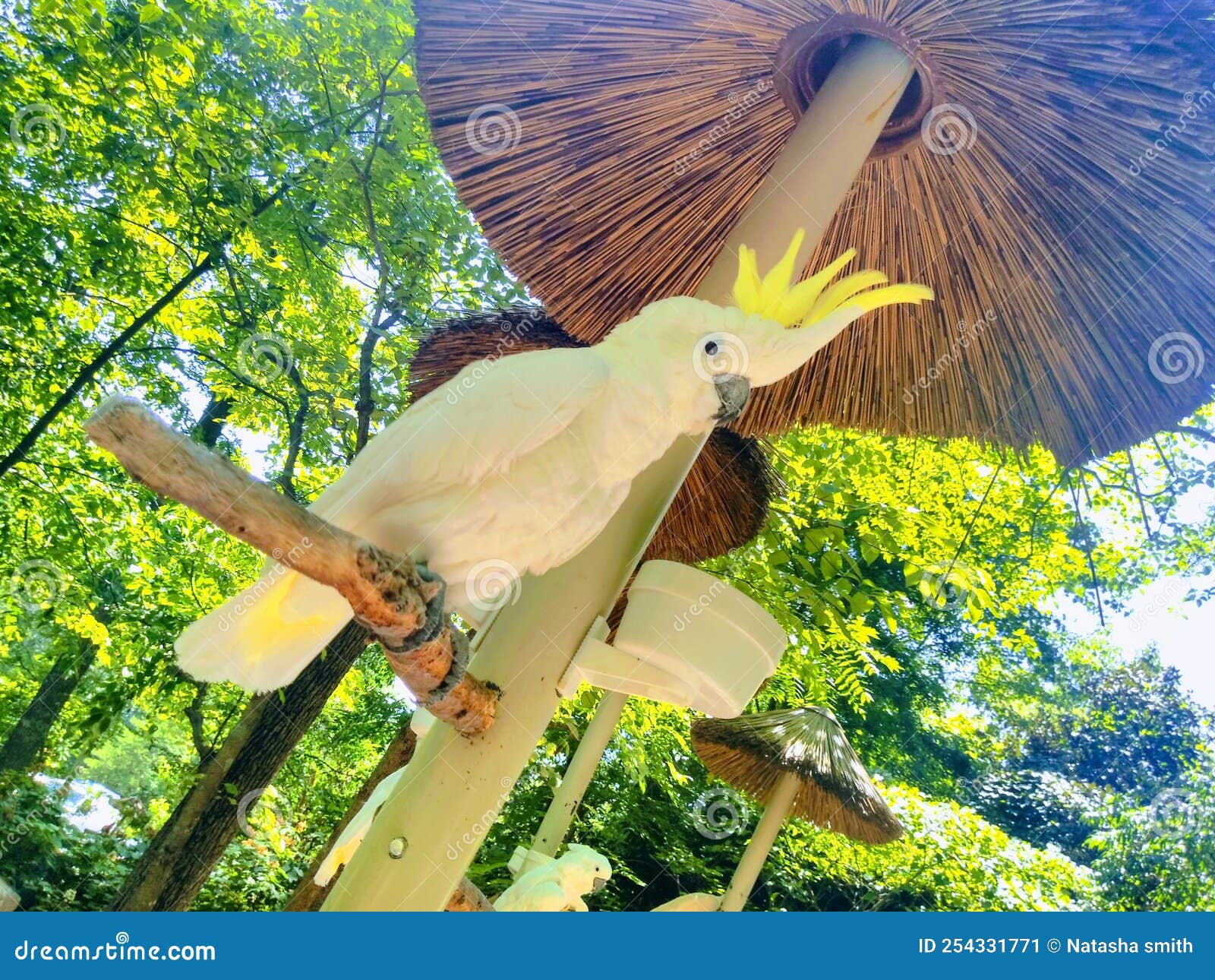 Ruffle my feathers stock image. Image of ruffle, beautiful - 254331771