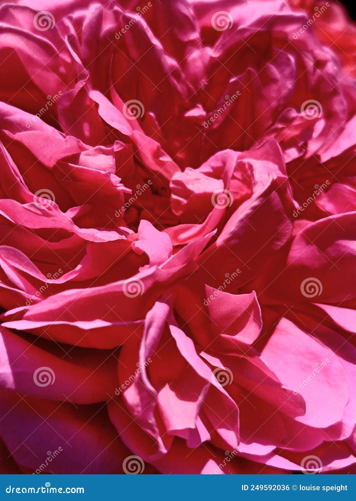 Ruffle petals pink stock photo. Image of petals, blossom - 249592036