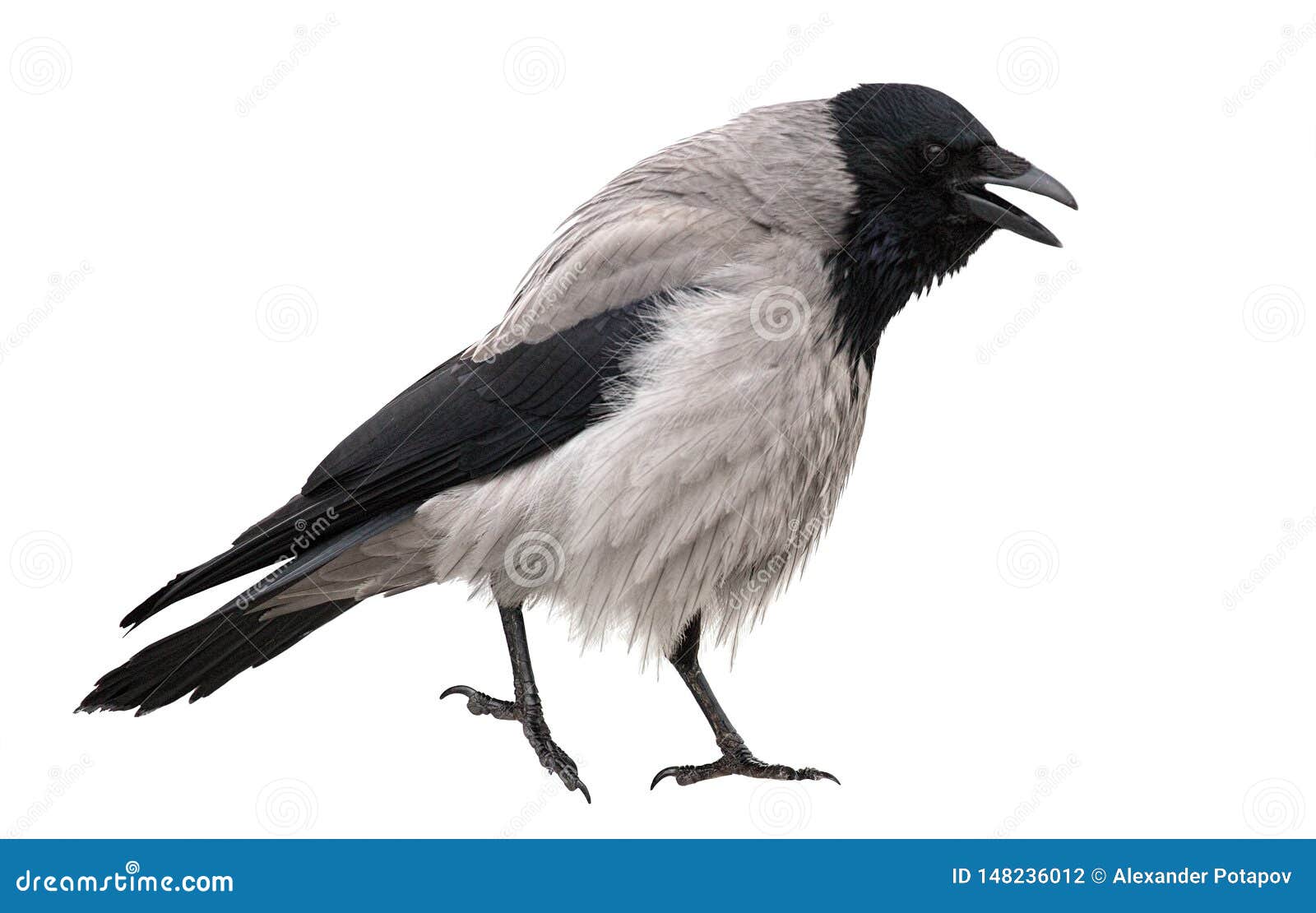 Ruffle Up Grey Crow Isolated on White Stock Photo - Image of vertebrate ...