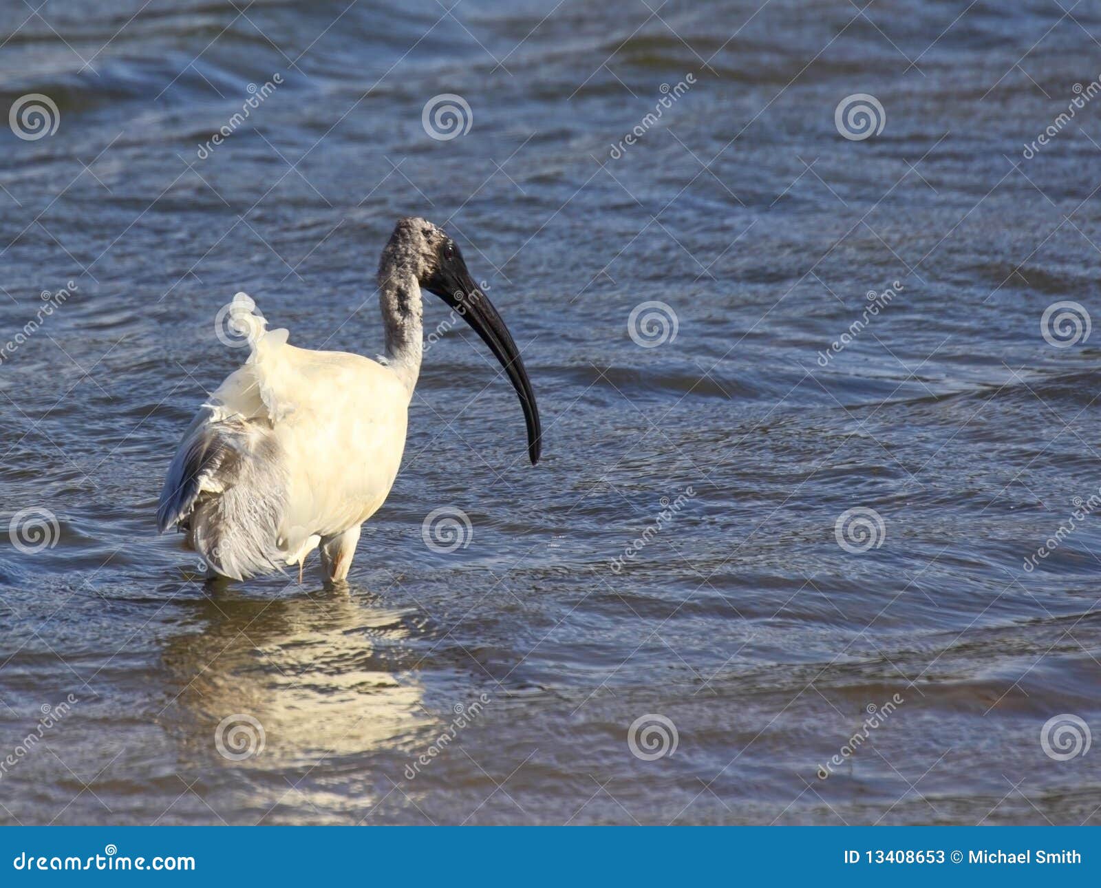 Ruffled feathers stock image. Image of bird, wildlife - 13408653