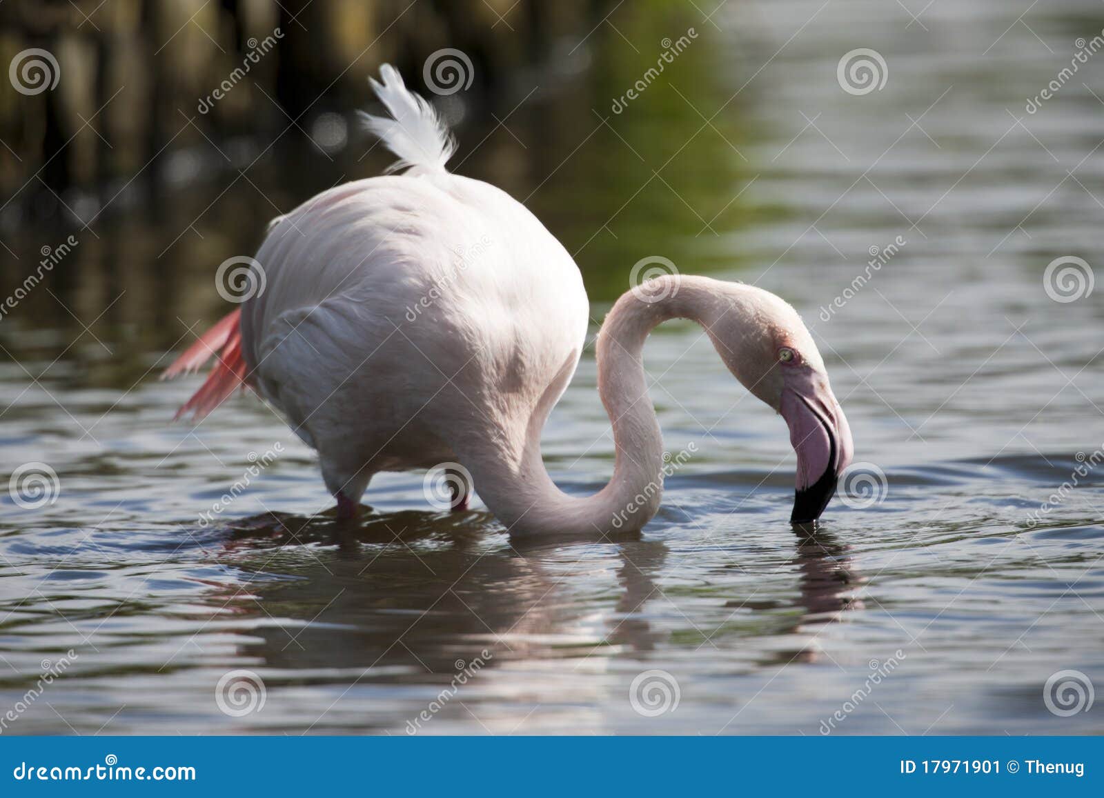 Ruffled Feathers stock image. Image of life, birds, wading - 17971901