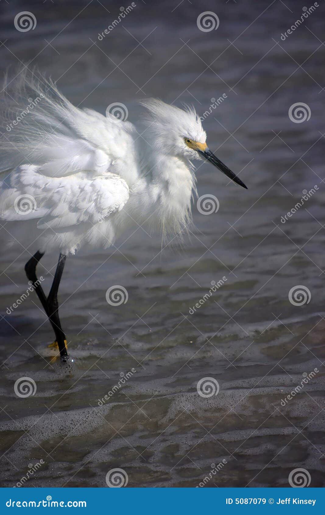 Ruffled Feathers stock image. Image of petersburg, florida - 5087079