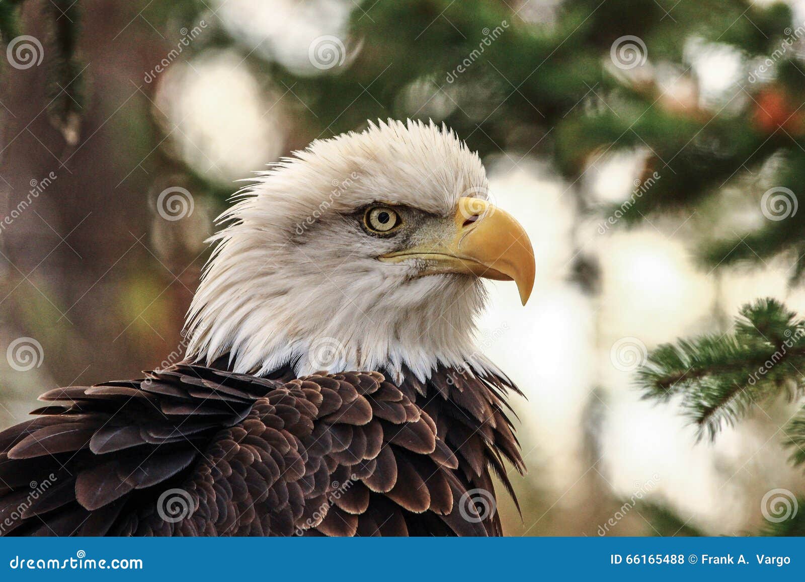 Ruffled Feathers stock photo. Image of carrion, rockies - 66165488