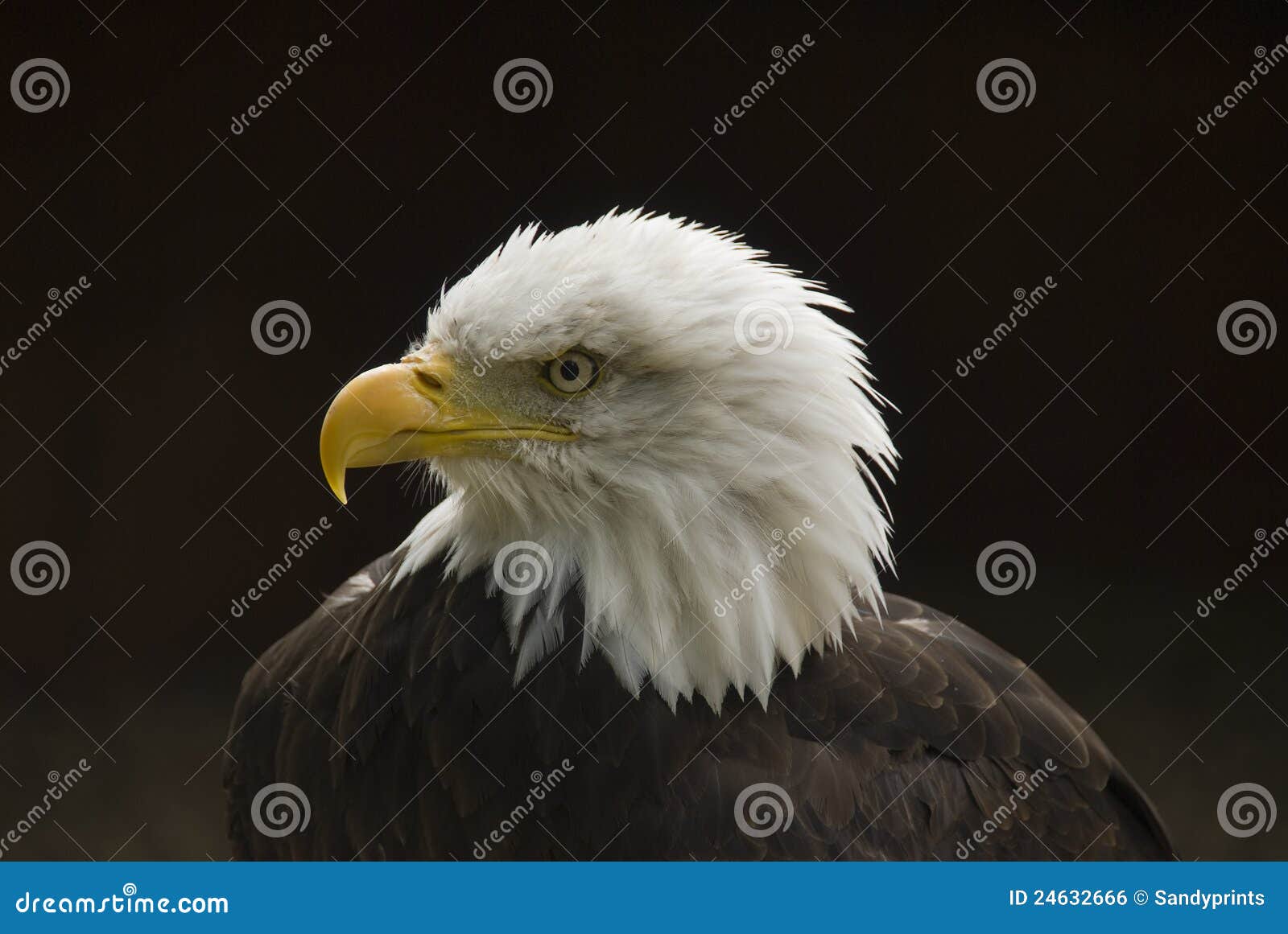 Ruffled Feathers on an Eagle Stock Photo - Image of ruffled, loss: 24632666