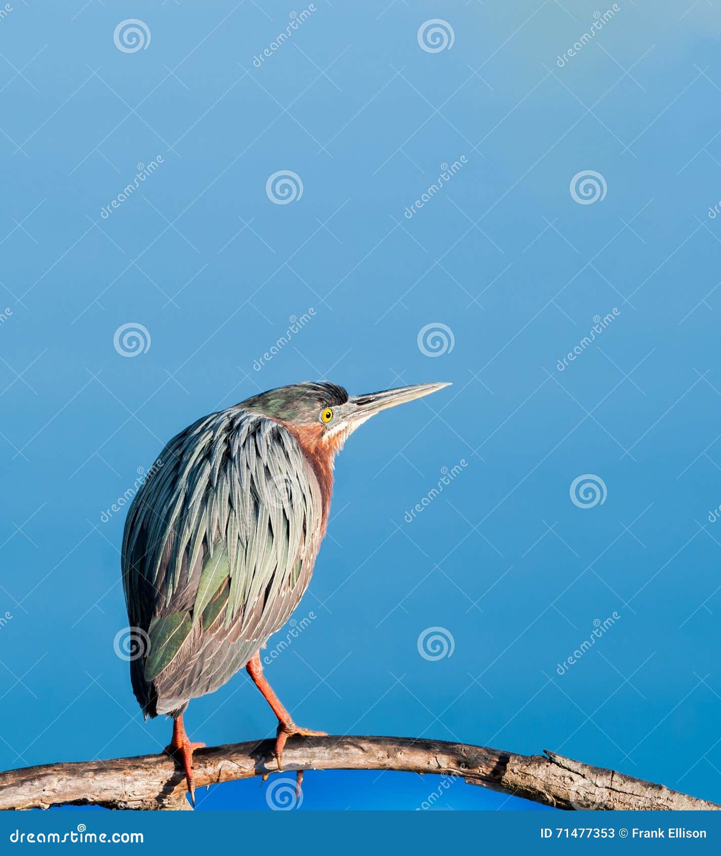 Ruffled Feathers stock image. Image of calling, green - 71477353
