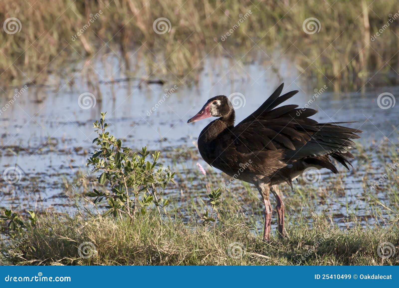 Ruffled Feathers-Spur Winged Goose Stock Image - Image of bush, brown ...