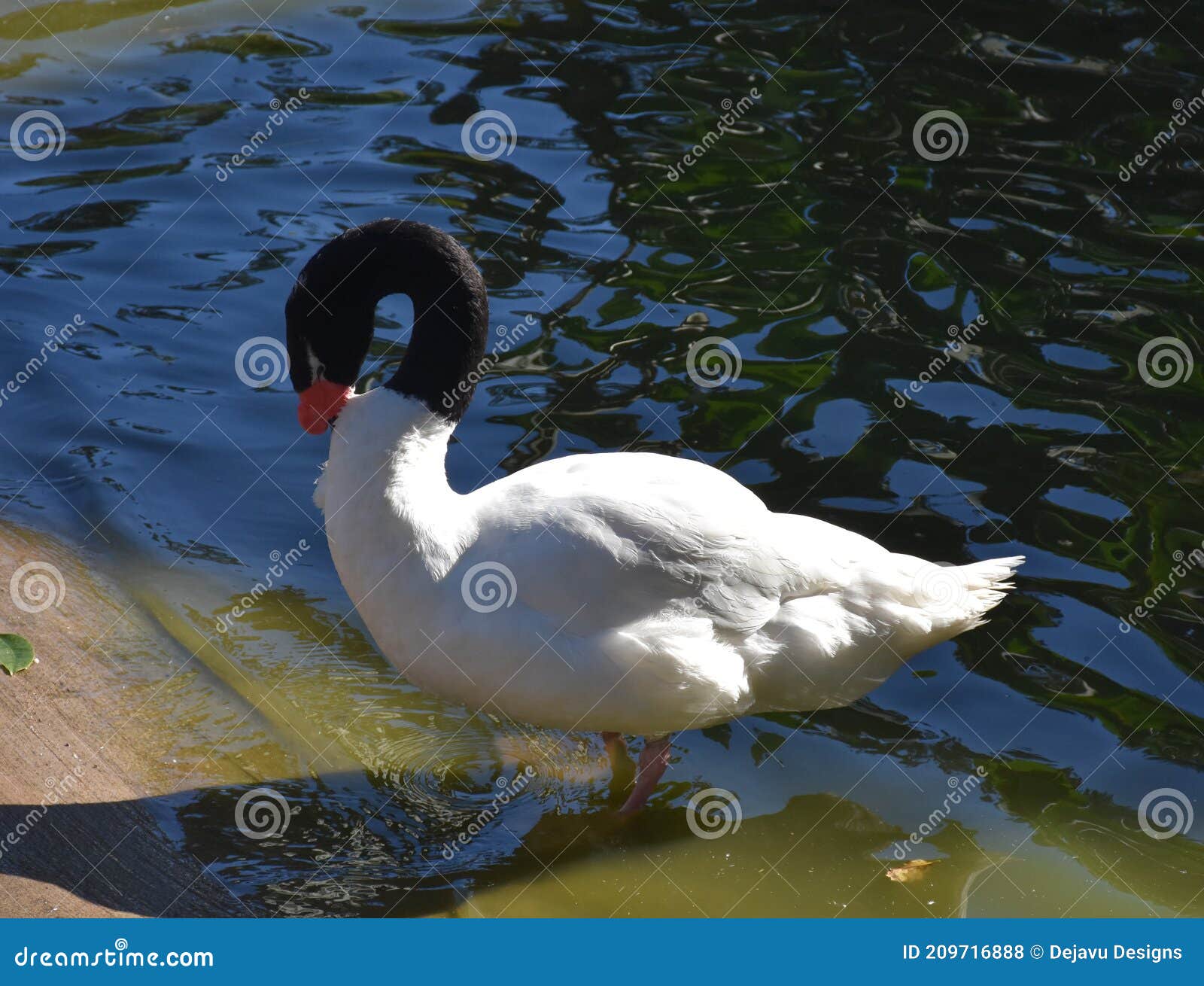 Ruffled Feathers on a White Swan in Shallow Water Stock Photo - Image ...