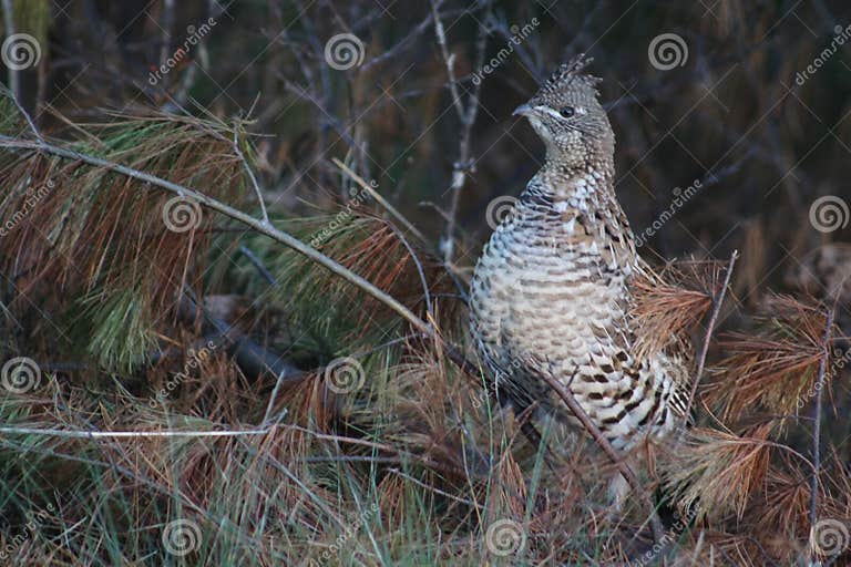 Ruffled Grouse stock image. Image of breast, beek, detailed - 102905565