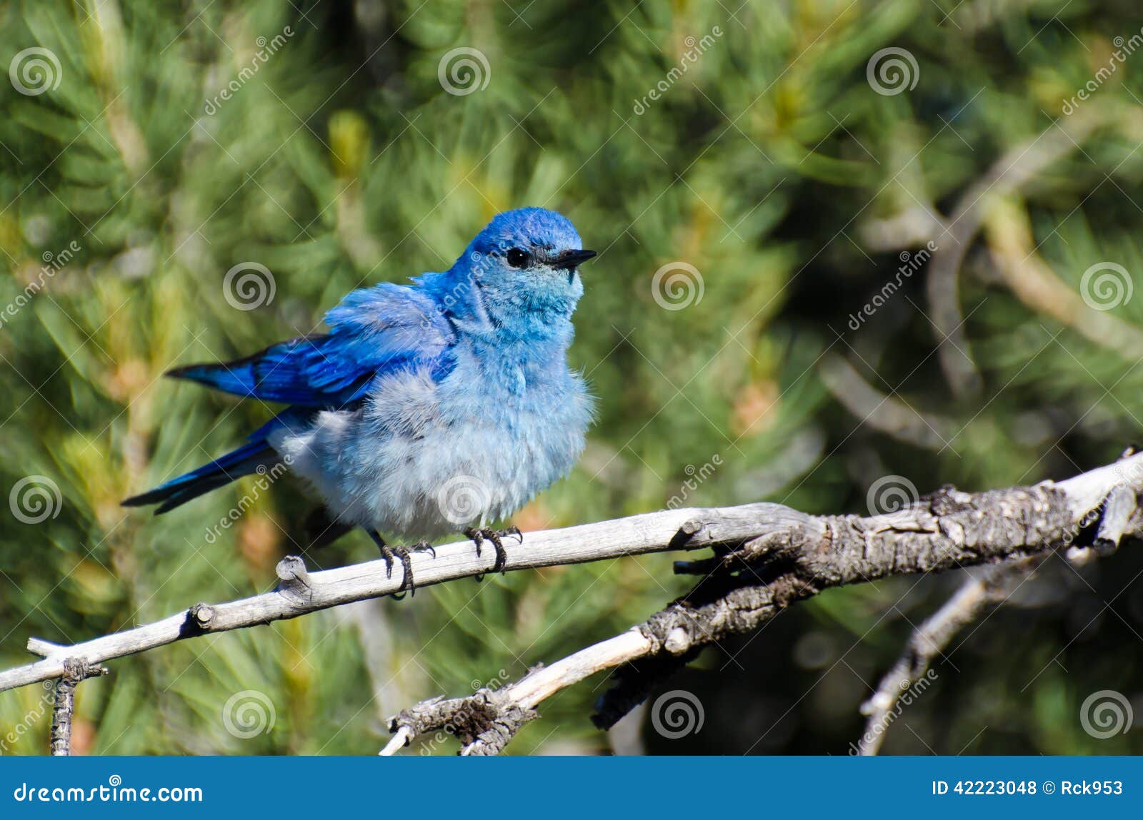 Ruffled Mountain Bluebird Perched in a Tree Stock Photo - Image of ...