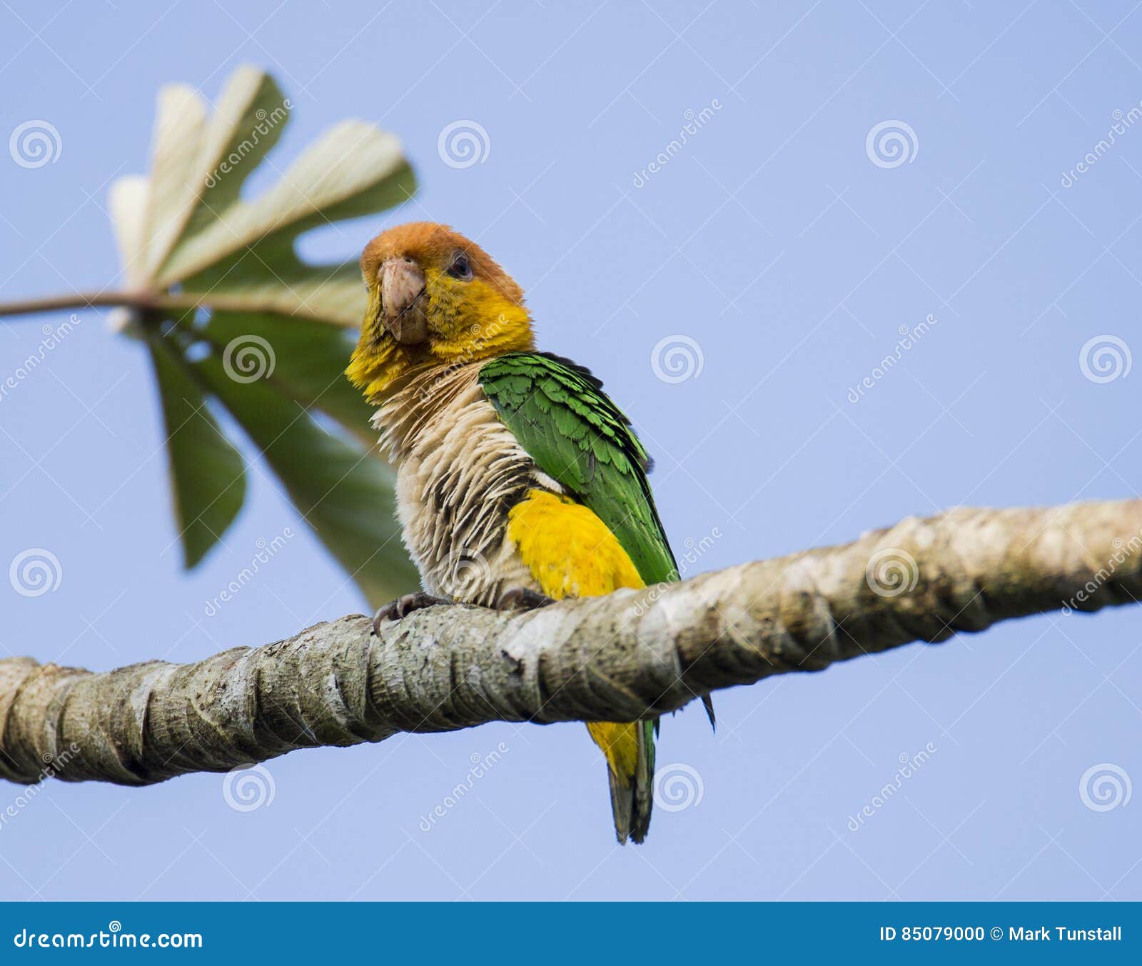 Ruffled Parrot stock photo. Image of fauna, perching - 85079000