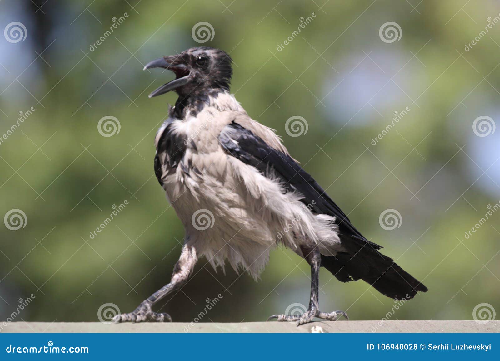 Ruffled Walking Young Crow Ukraine 2017 Stock Photo - Image of nature ...