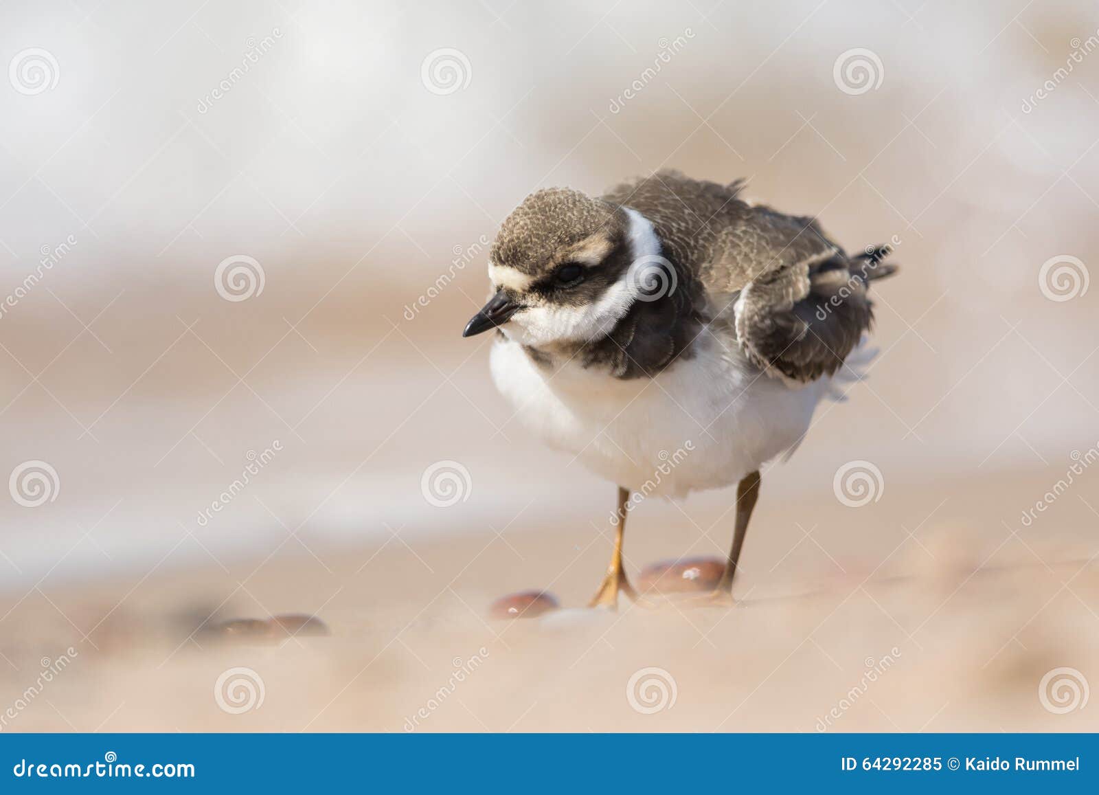 Ruffling feathers stock image. Image of wader, plumage - 64292285