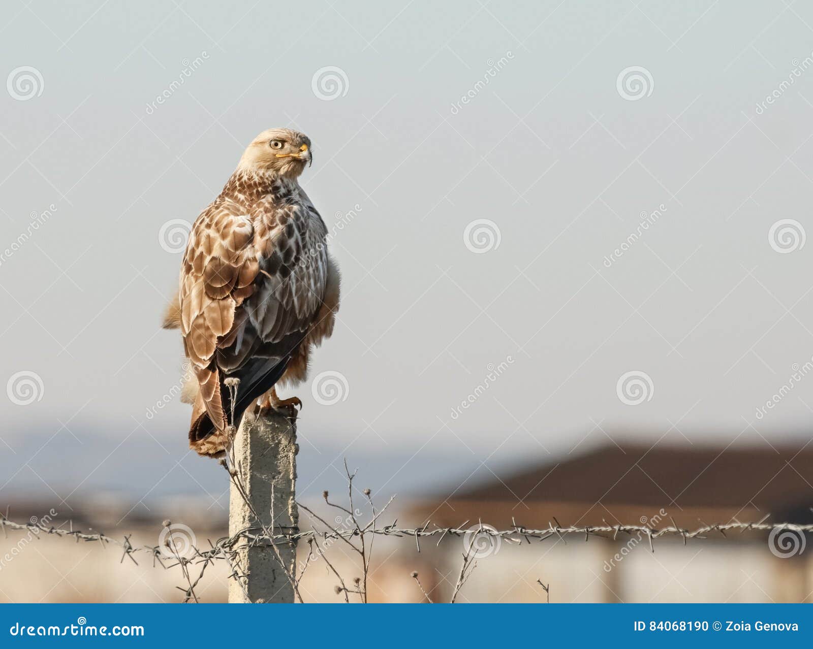 Rufinus Met Lange Benen Van Buizerdbuteo Stock Foto - Image of buizerd ...