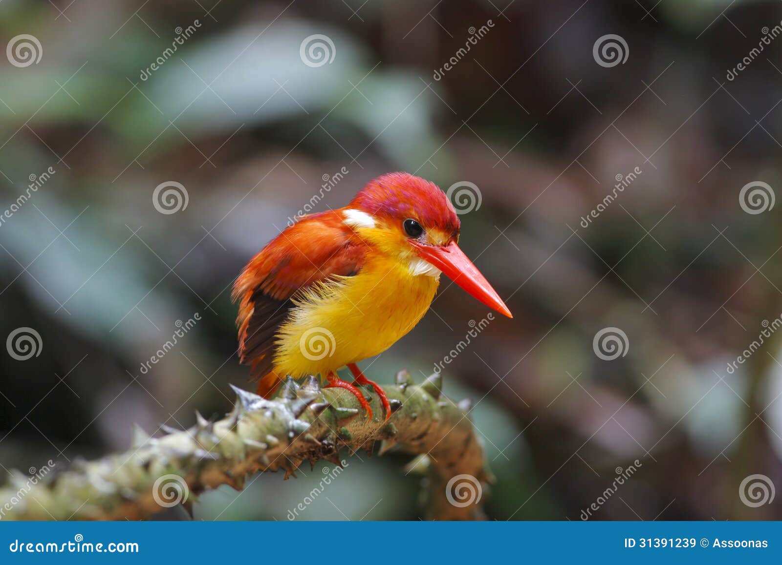 Rufous-backed Kingfisher Ceyx Rufidorsus Stock Image - Image of ...