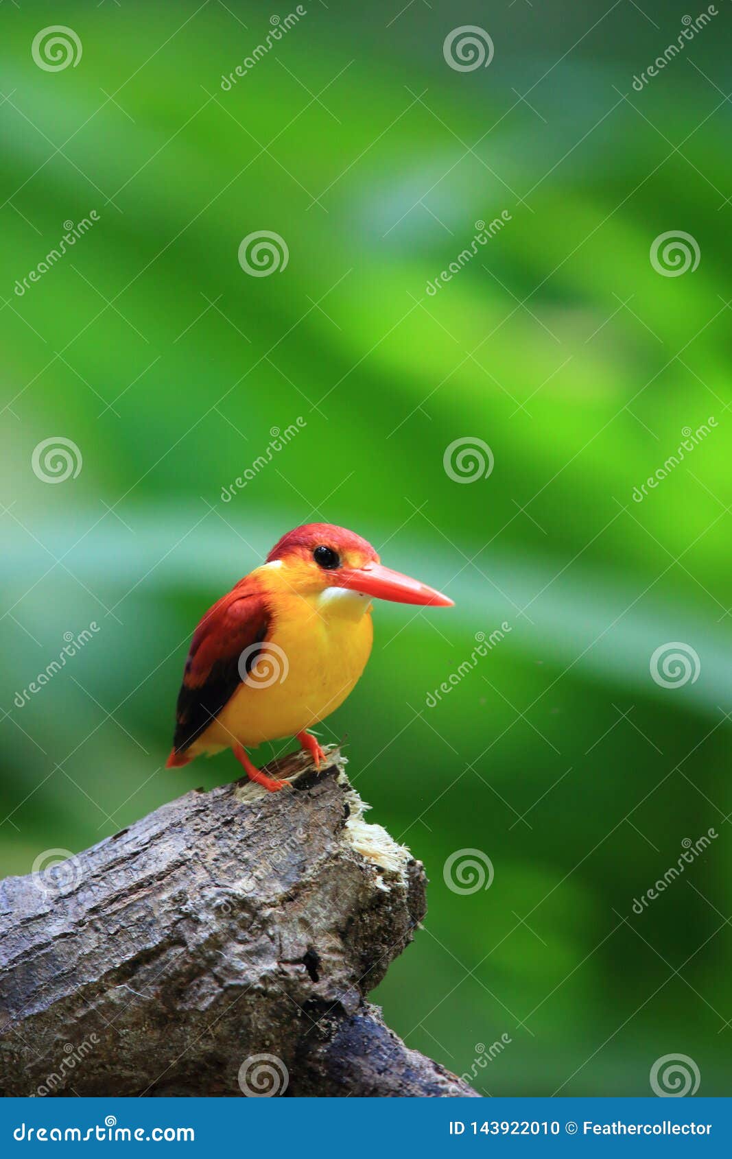 Rufous-backed Kingfisher in Malaysia Stock Photo - Image of wild, bird ...