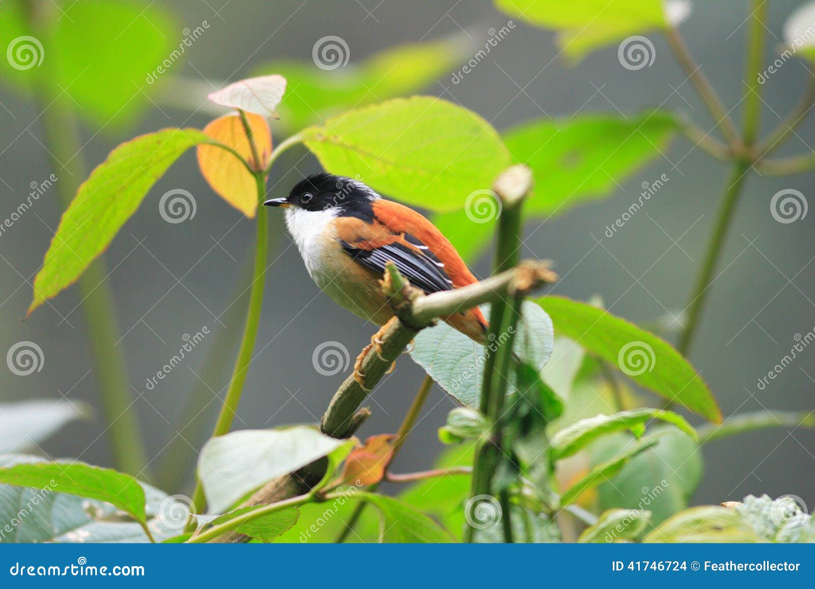 Rufous-backed Sibia stock photo. Image of sibia, rufous - 41746724