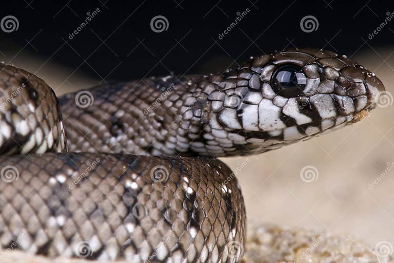 Rufous beaked snake stock photo. Image of south, terrestrial - 19851178
