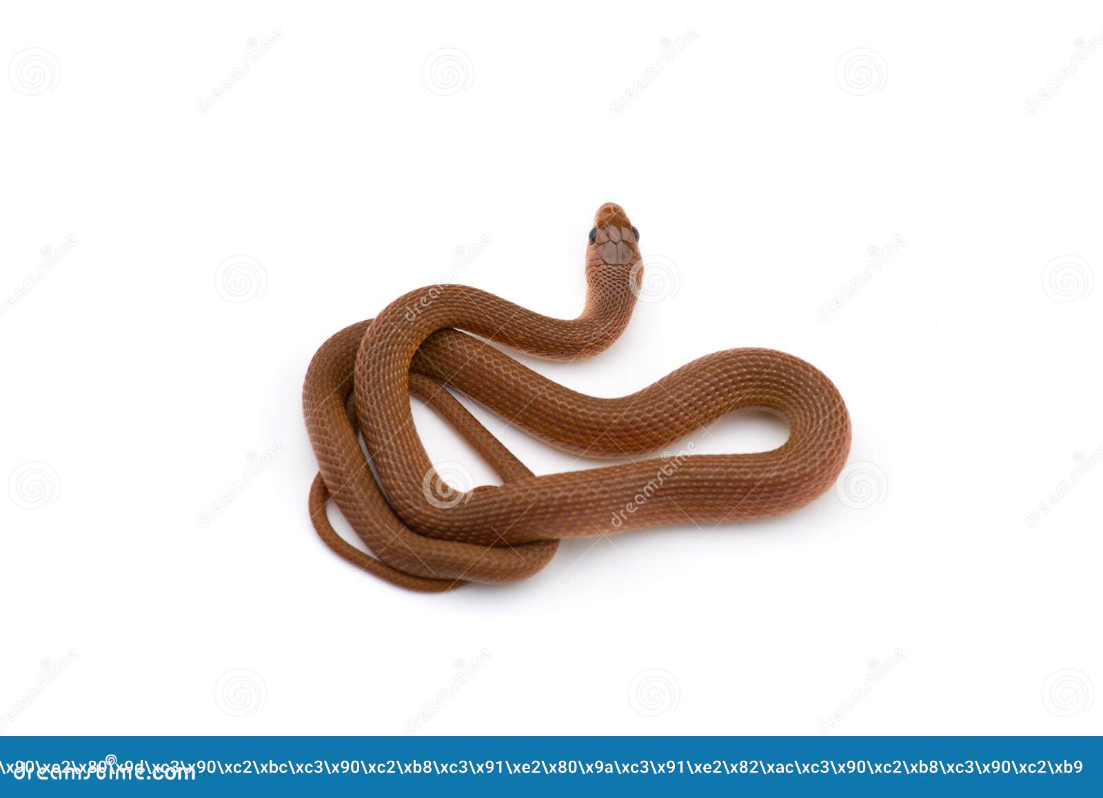 The Rufous Beaked Snake Isolated on White Background Stock Photo ...