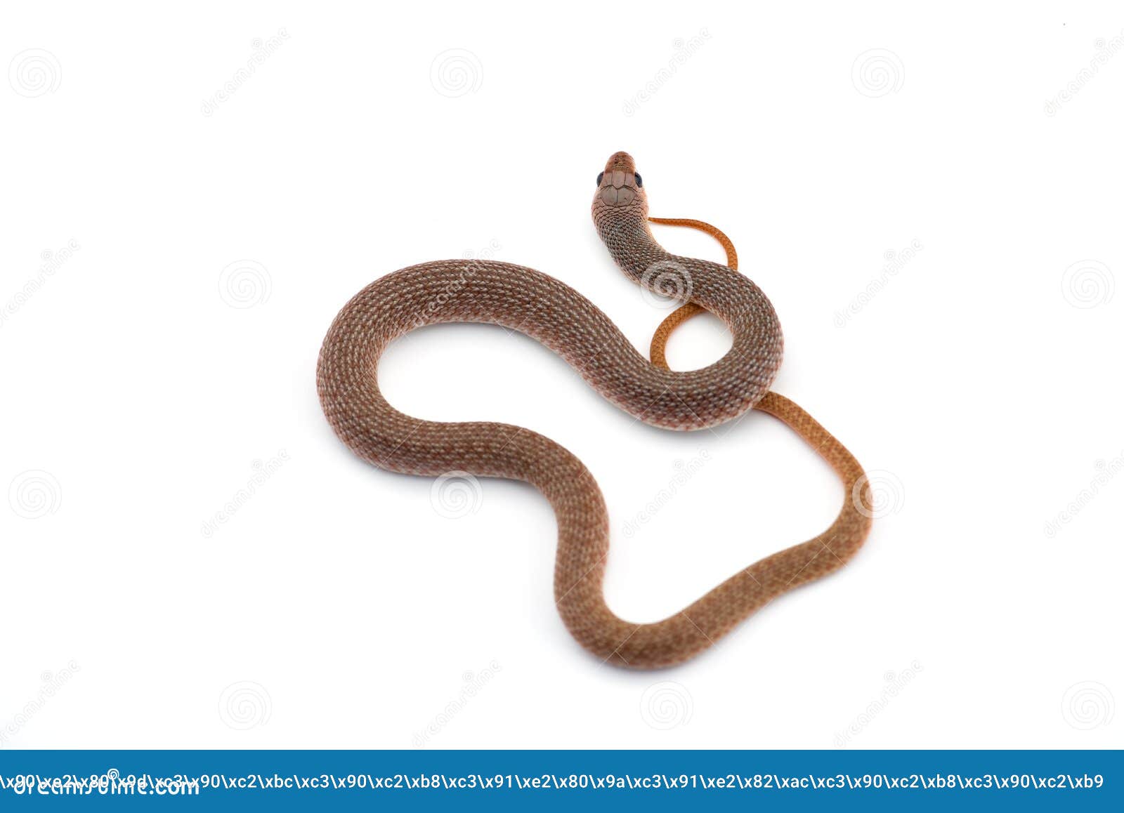 The Rufous Beaked Snake Isolated on White Background Stock Image ...