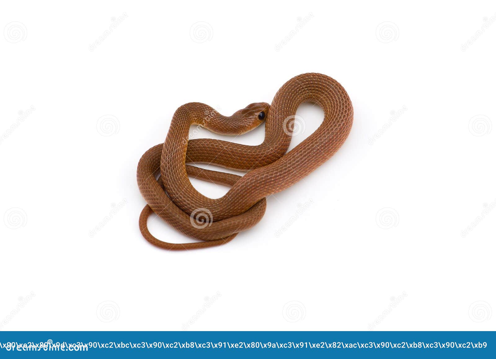 The Rufous Beaked Snake Isolated on White Background Stock Photo ...