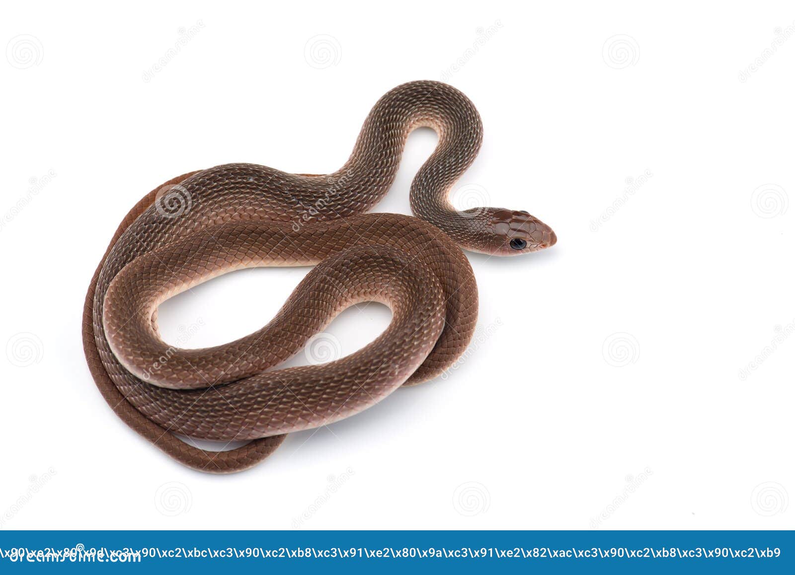 The Rufous Beaked Snake Isolated on White Background Stock Photo ...