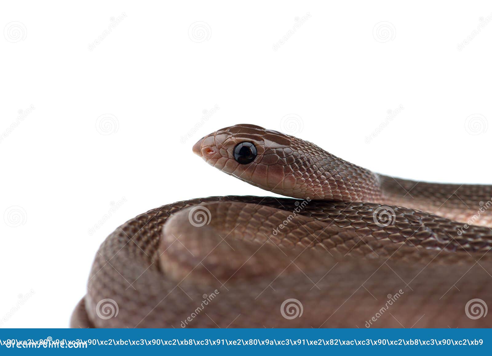 The Rufous Beaked Snake Isolated on White Background Stock Image ...