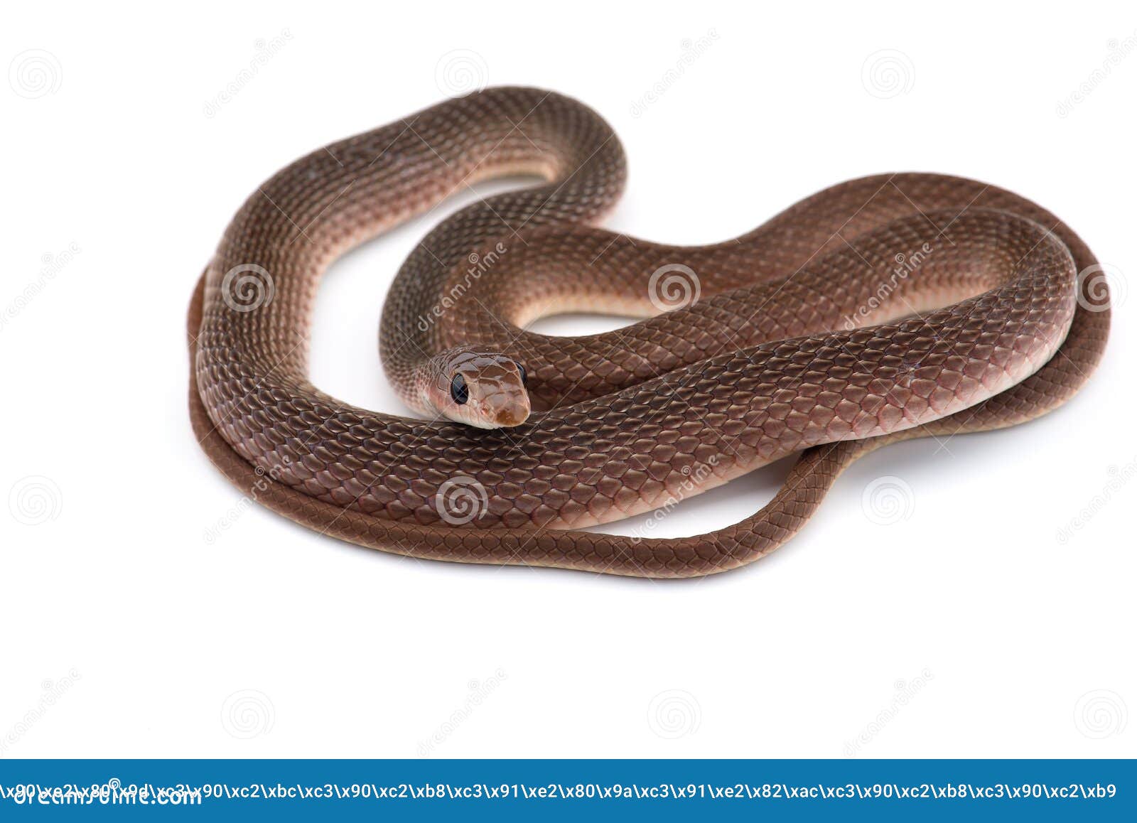 The Rufous Beaked Snake Isolated on White Background Stock Image ...