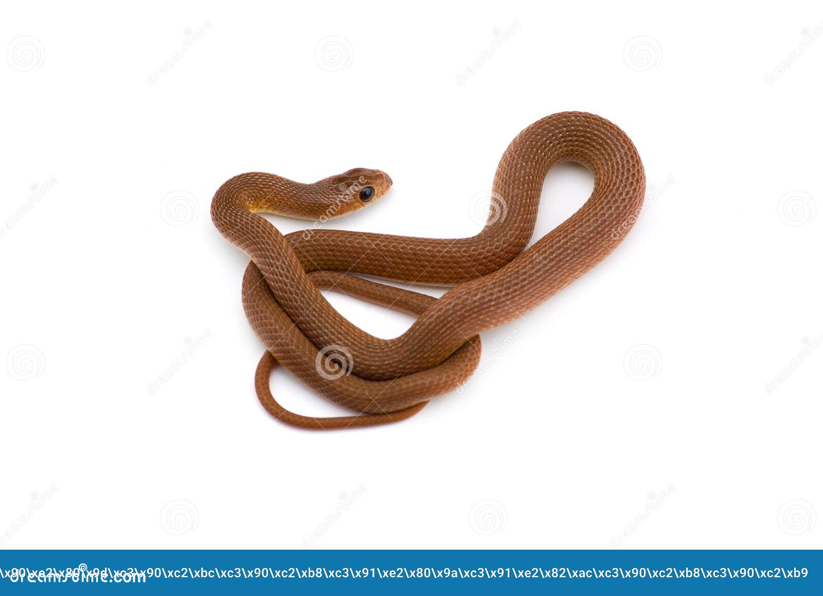 The Rufous Beaked Snake Isolated on White Background Stock Image ...