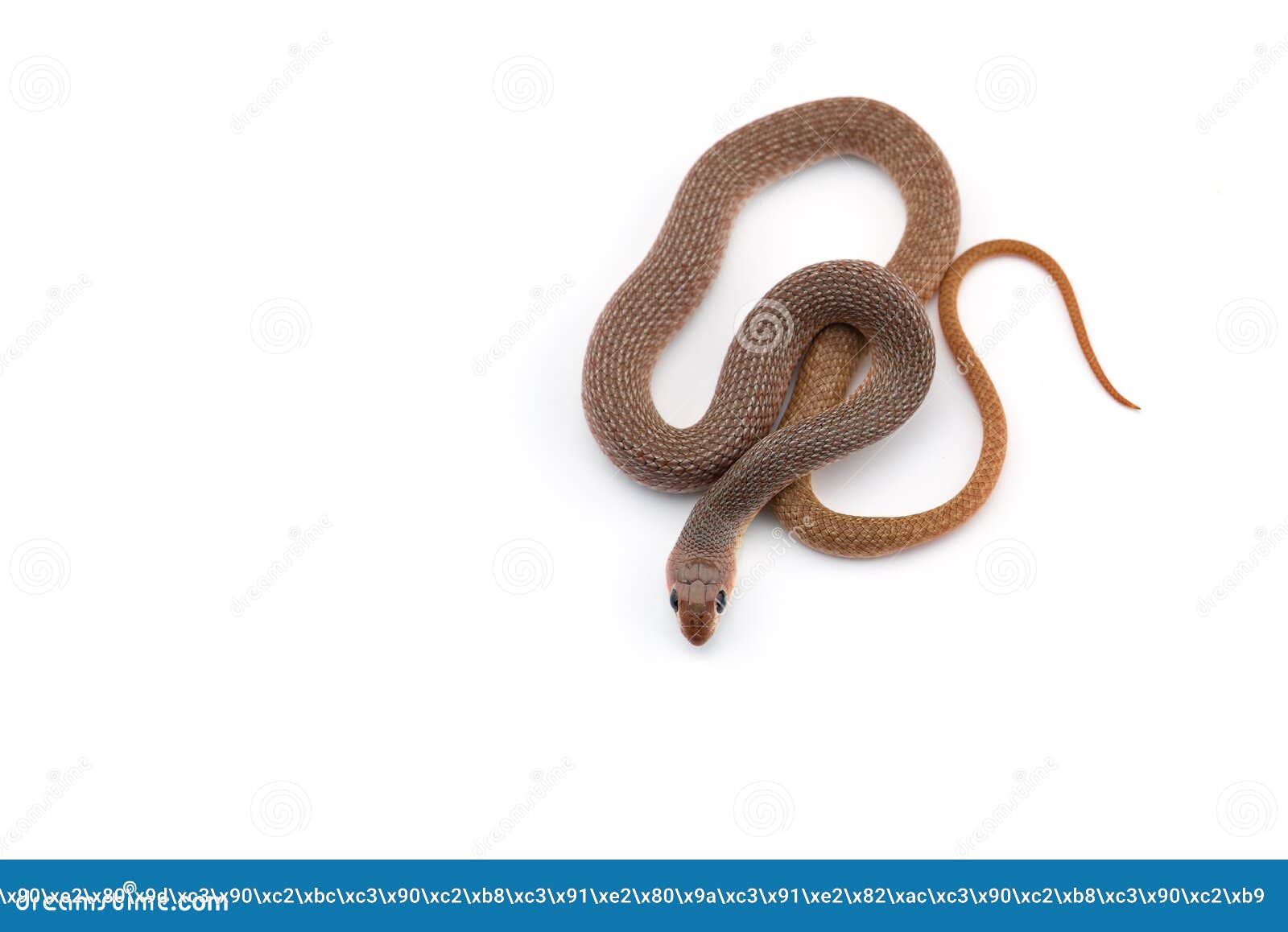 The Rufous Beaked Snake Isolated on White Background Stock Photo ...