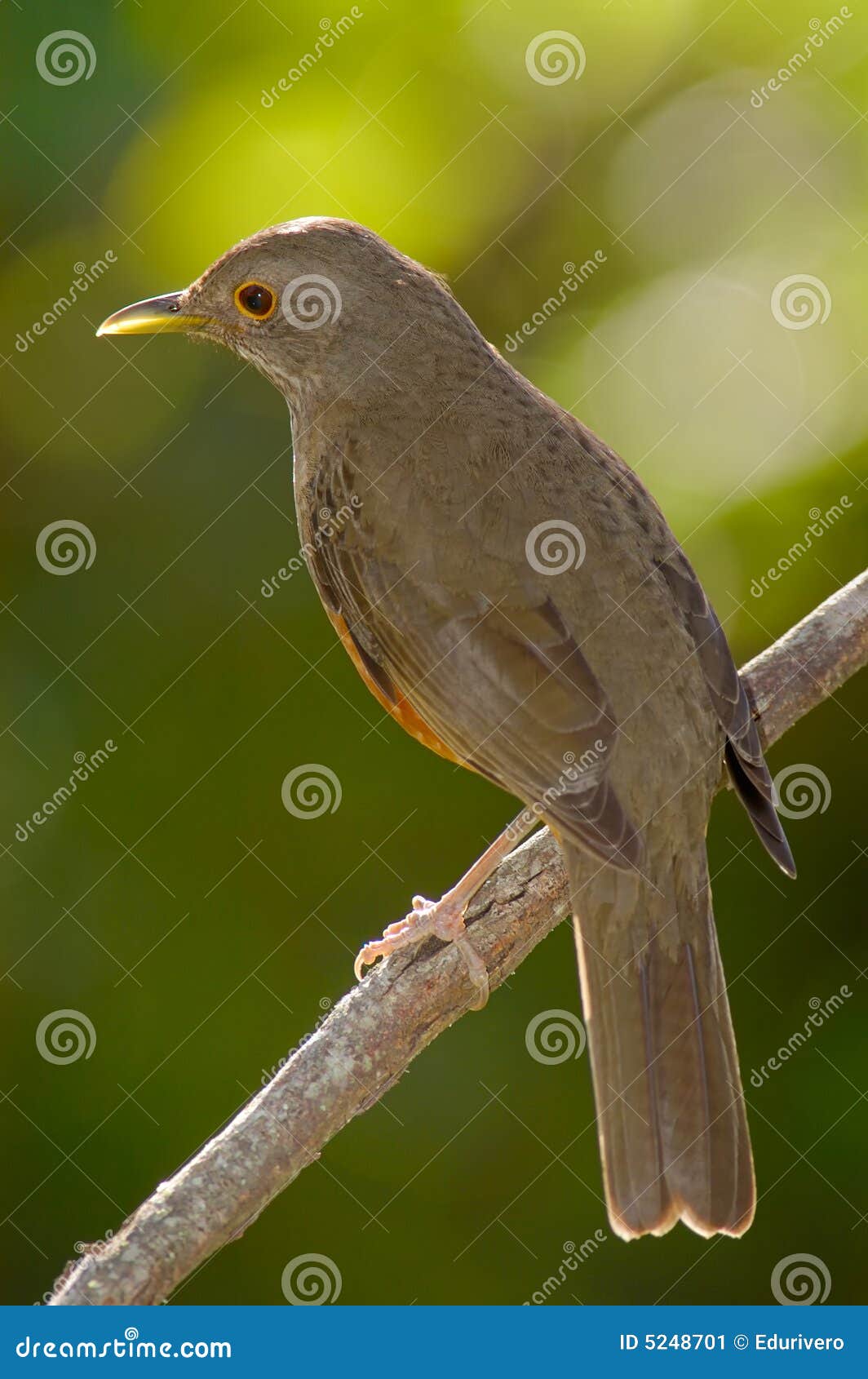 Rufous-bellied Trush stock image. Image of closeup, south - 5248701