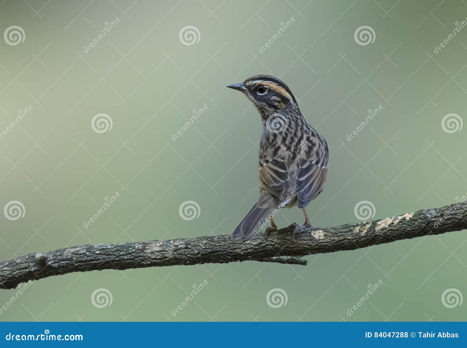 Rufous breasted accentor stock photo. Image of england - 84047288