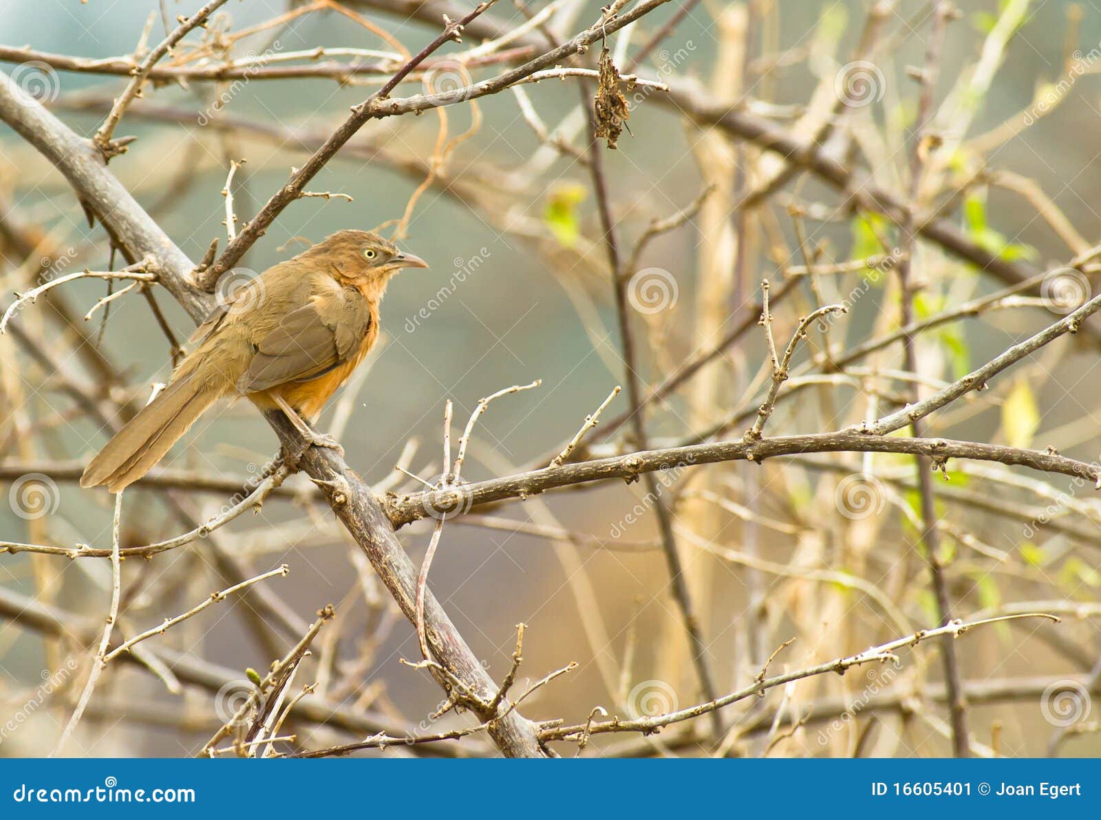 A Rufous Chatterer stock image. Image of brown, animals - 16605401