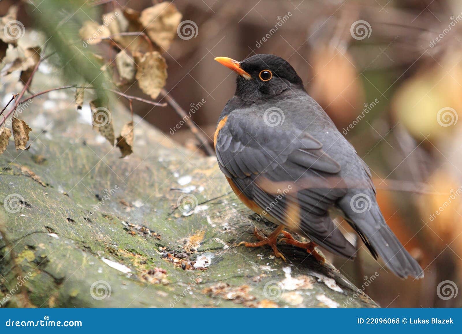 Rufous-collared robin stock photo. Image of bill, wood - 22096068