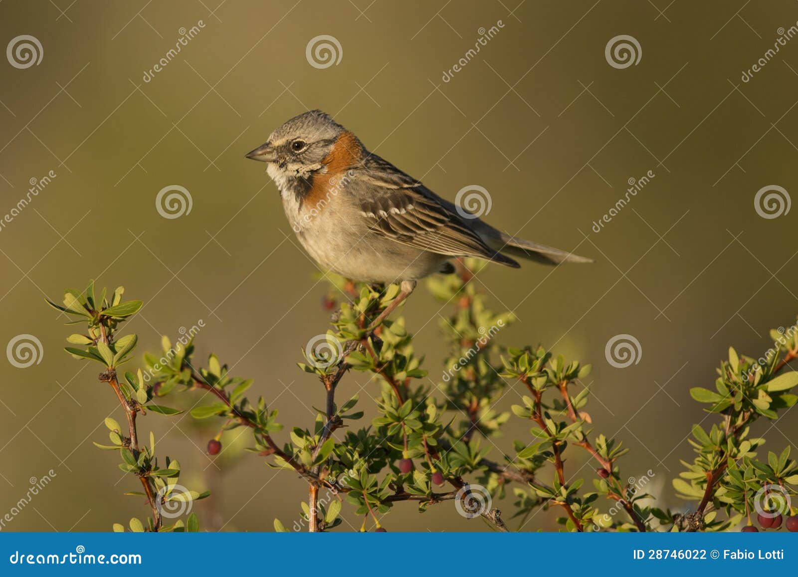Rufous-collared Sparrow on a Branch Stock Photo - Image of ...