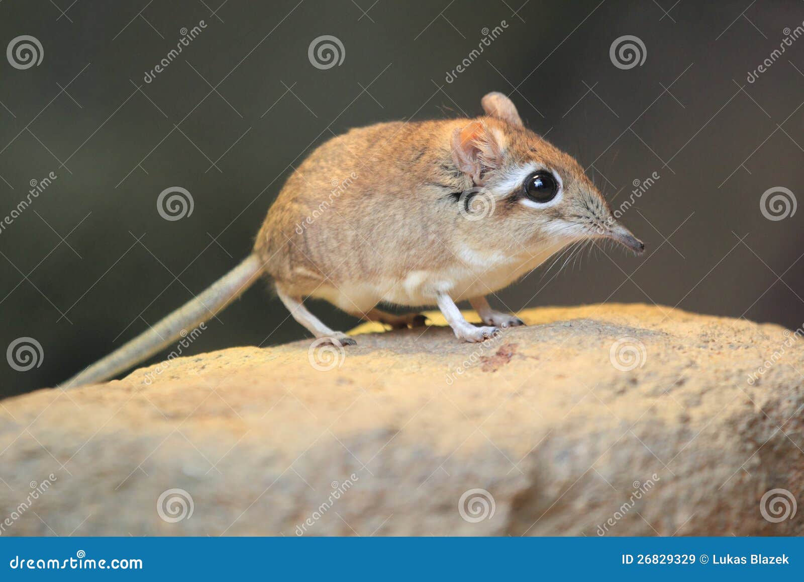Rufous elephant shrew stock image. Image of elephantulus - 26829329