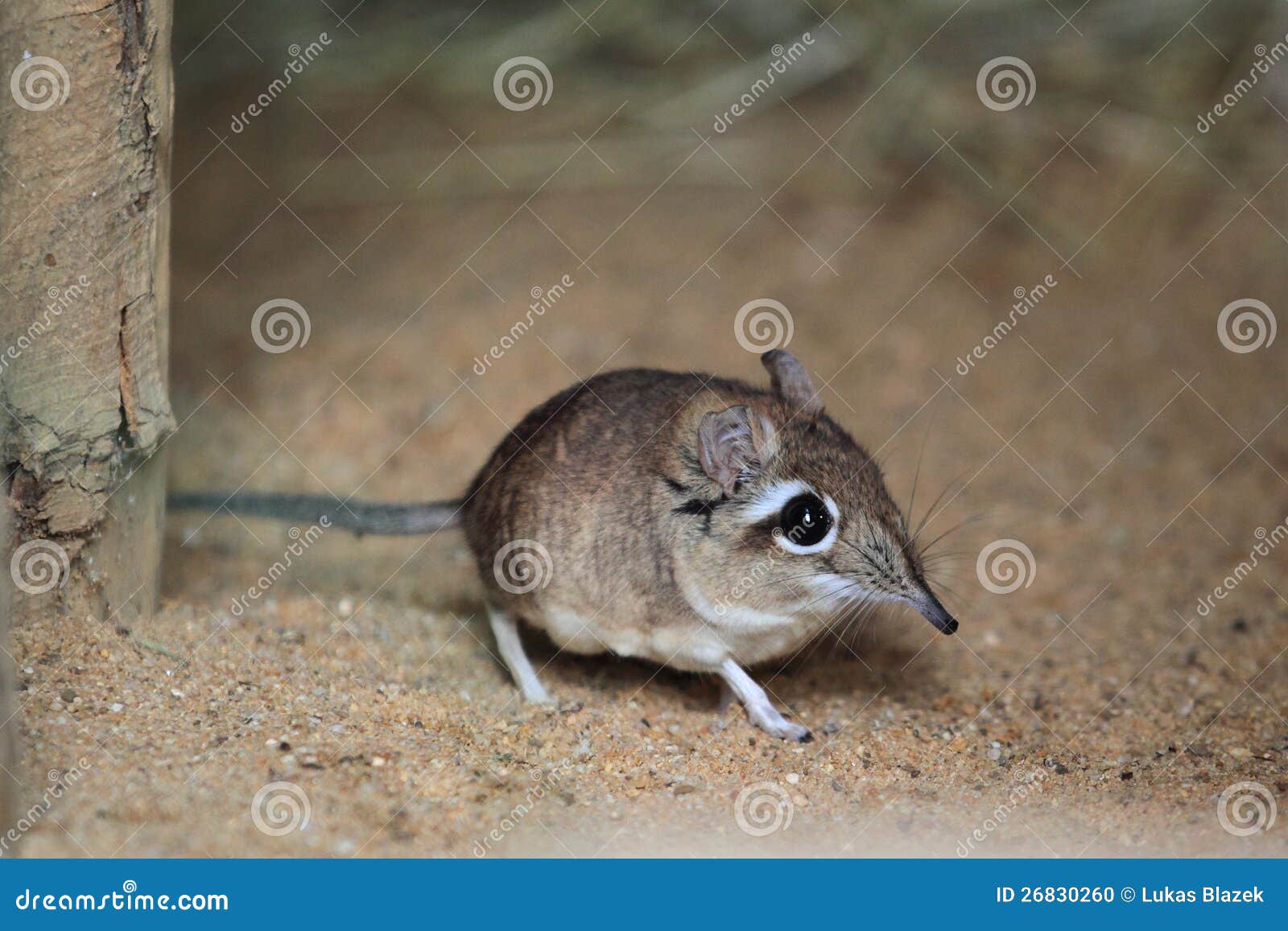 Rufous elephant shrew stock photo. Image of elephantulus - 26830260