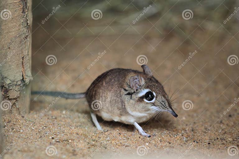 Rufous elephant shrew stock photo. Image of elephantulus - 26830260