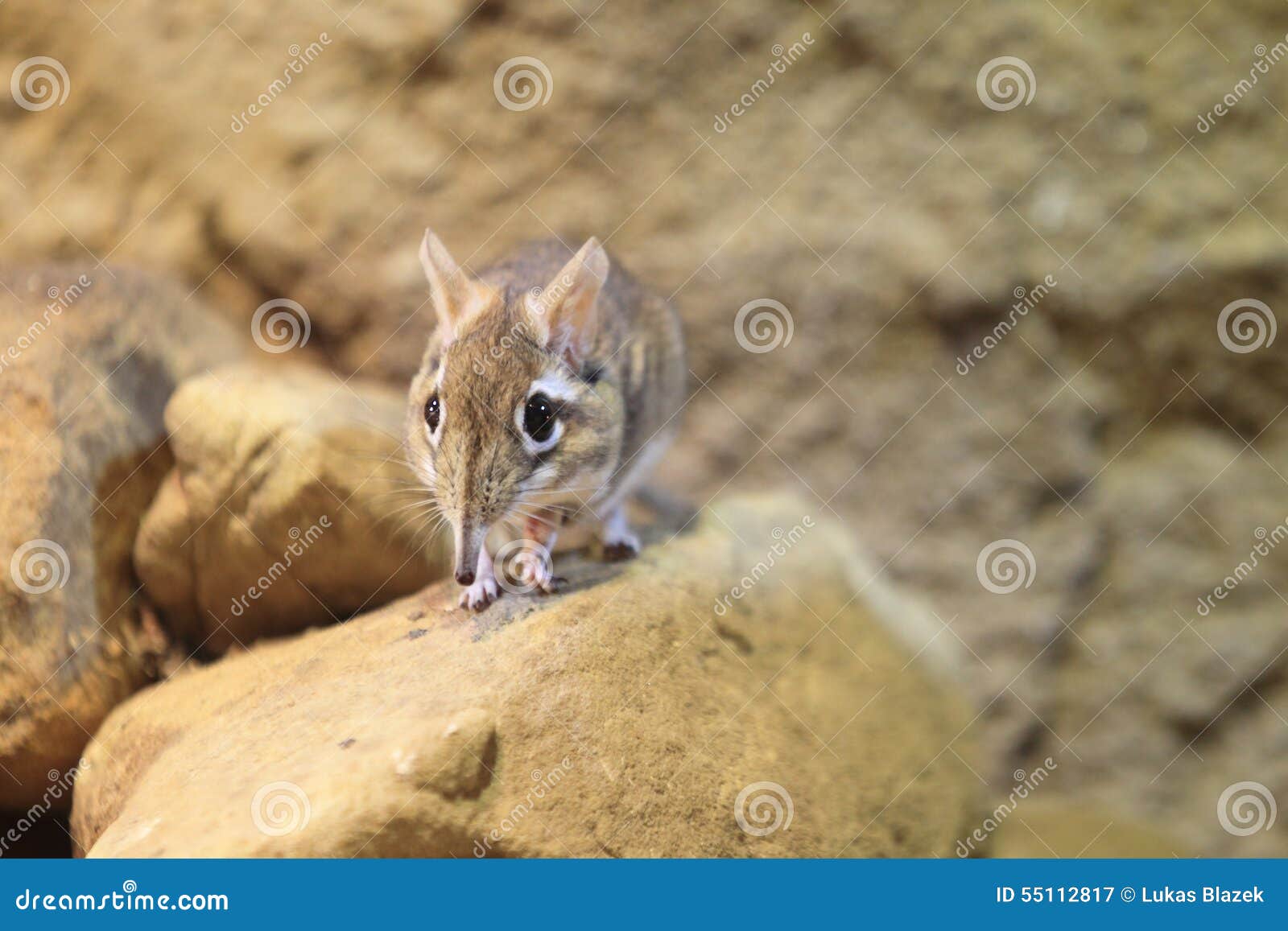 Rufous elephant shrew stock image. Image of rufous, rock - 55112817